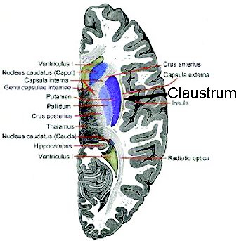 New Targets: The Claustrum